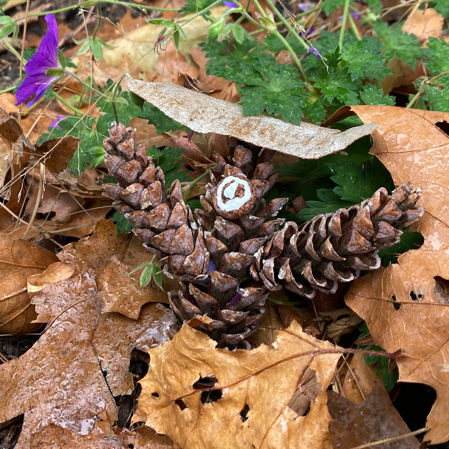 How-To: RORG Monster Friends – Red Oak Rain Garden