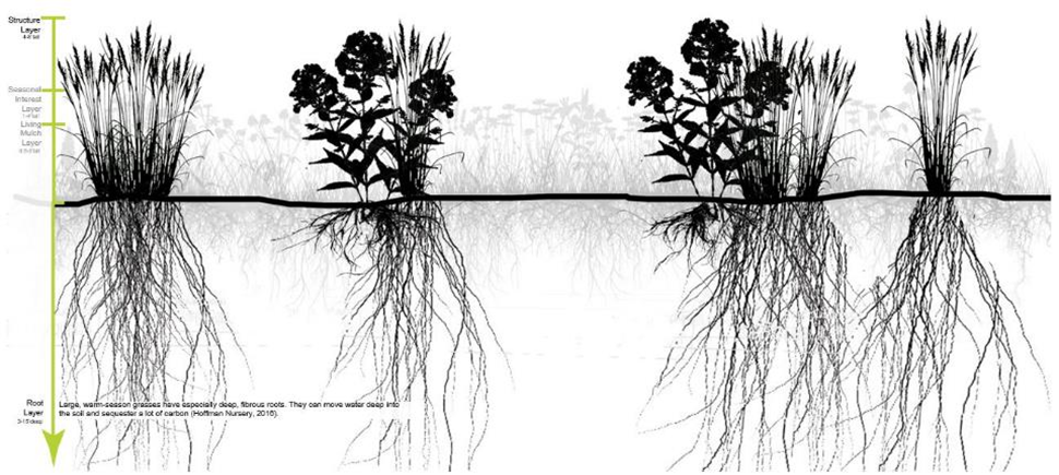 Planting in Layers: How to Design with Native Species – Red Oak Rain Garden