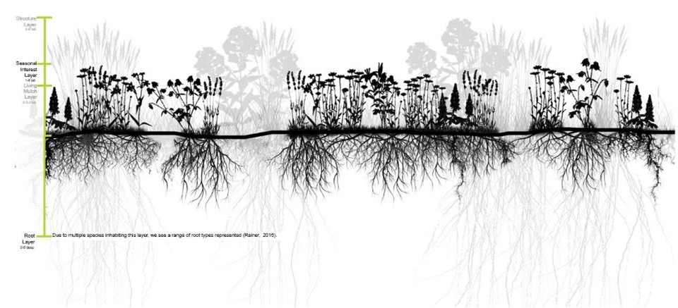 Planting in Layers: How to Design with Native Species – Red Oak Rain Garden