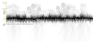 Planting in Layers: How to Design with Native Species – Red Oak Rain Garden