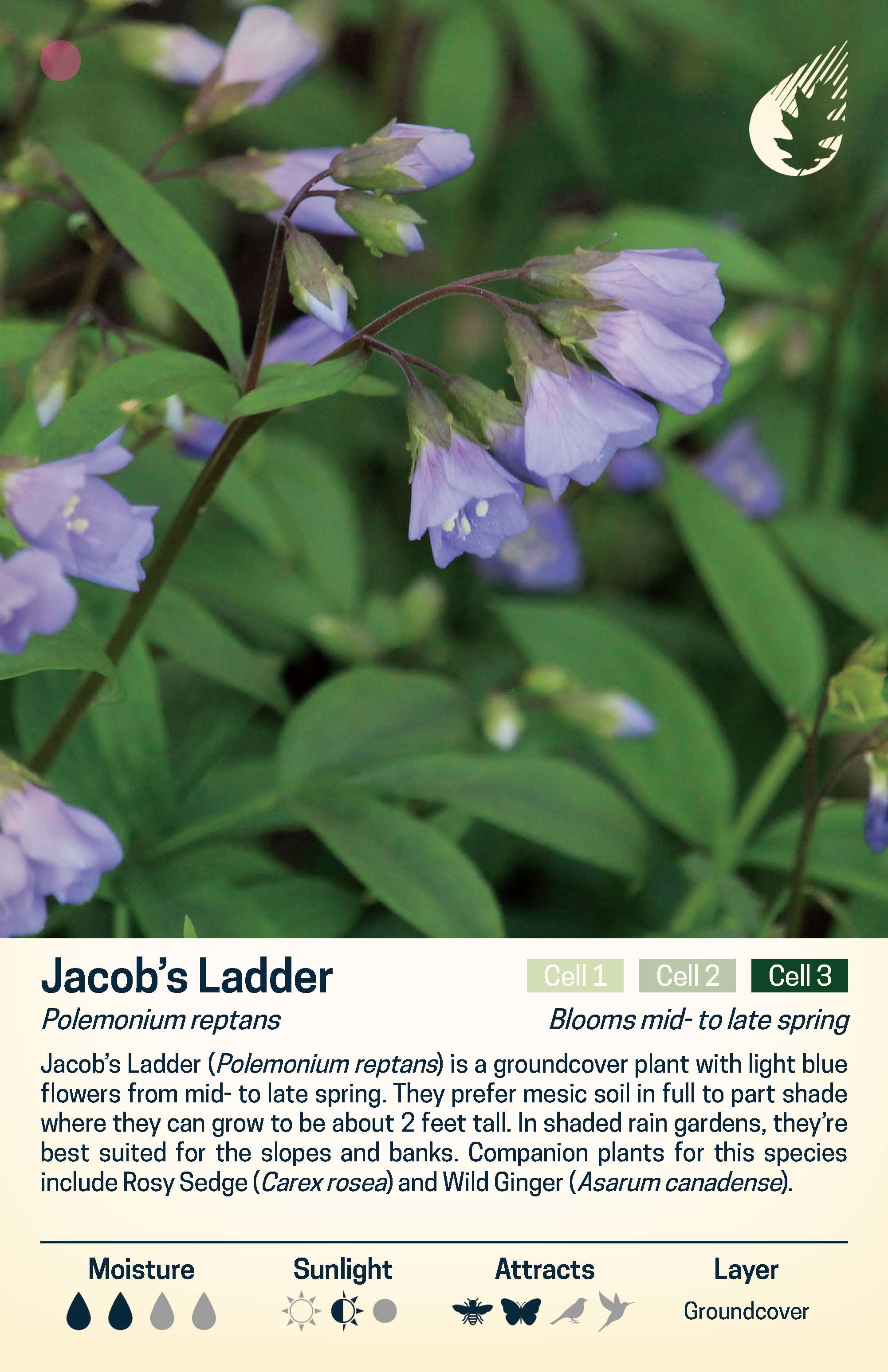 Rain Gardens & Drought – Red Oak Rain Garden