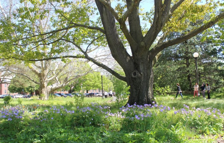 Soft Landings – Red Oak Rain Garden